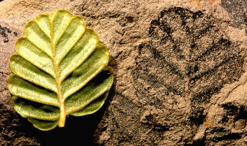 Plant Fossil Collection · Exhibit